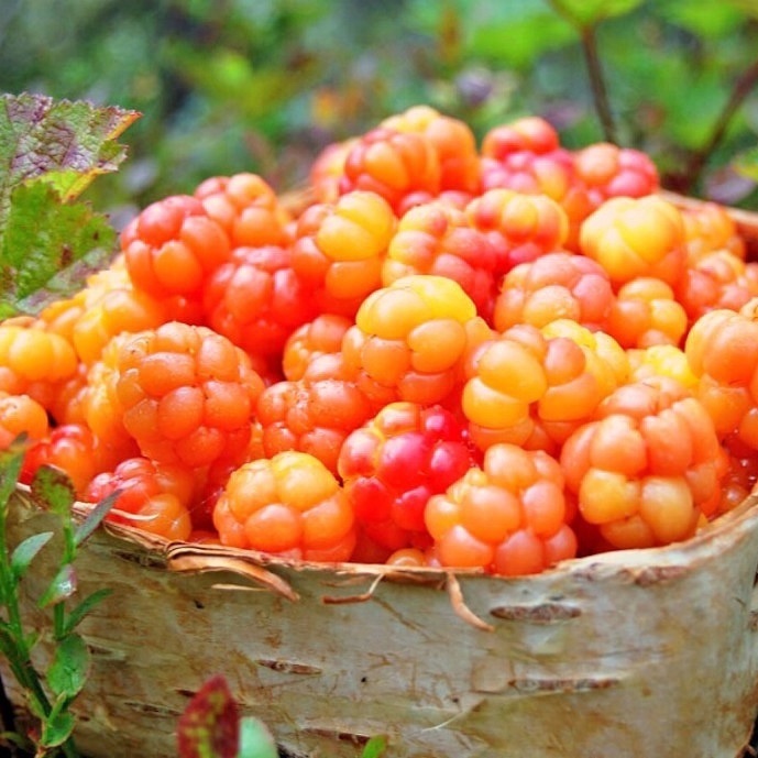 Морошка свежая